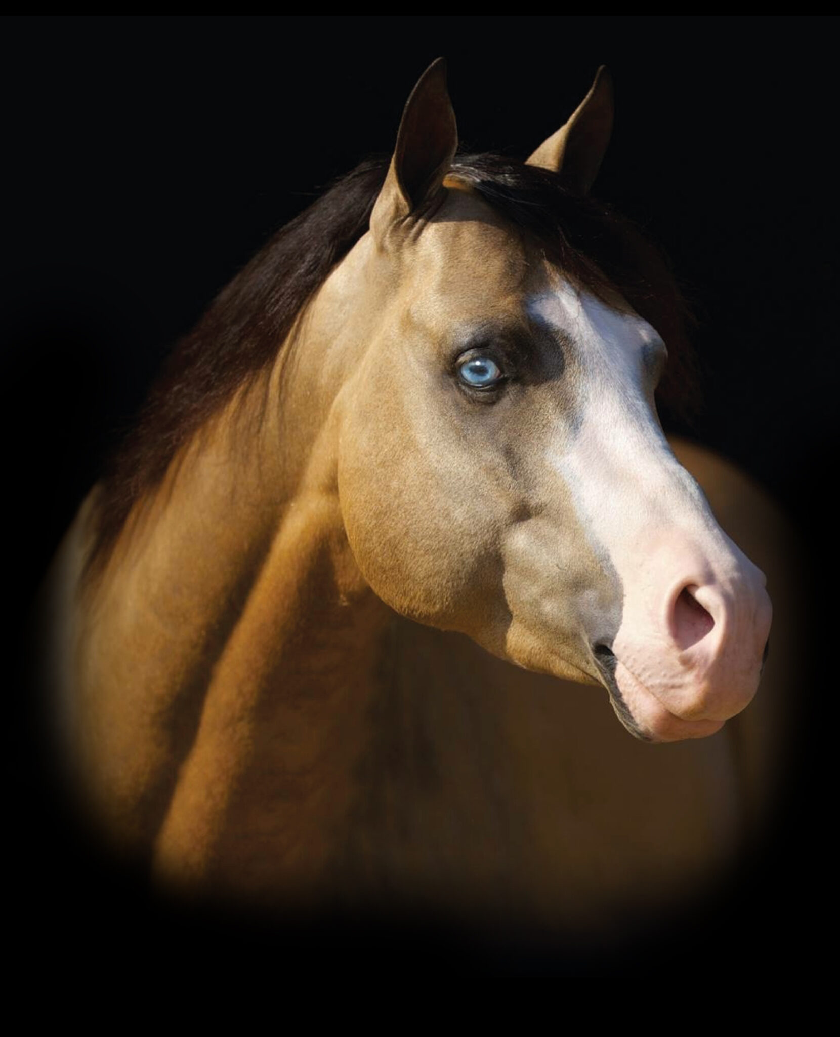 HF MOBSTER – Hacienda Soñador Quarter Horses